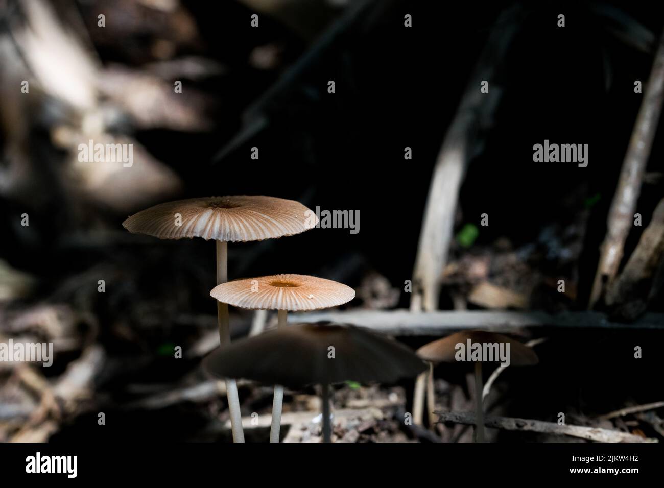 Macro shot of a group of small brown mushrooms or funghi, growing in ...