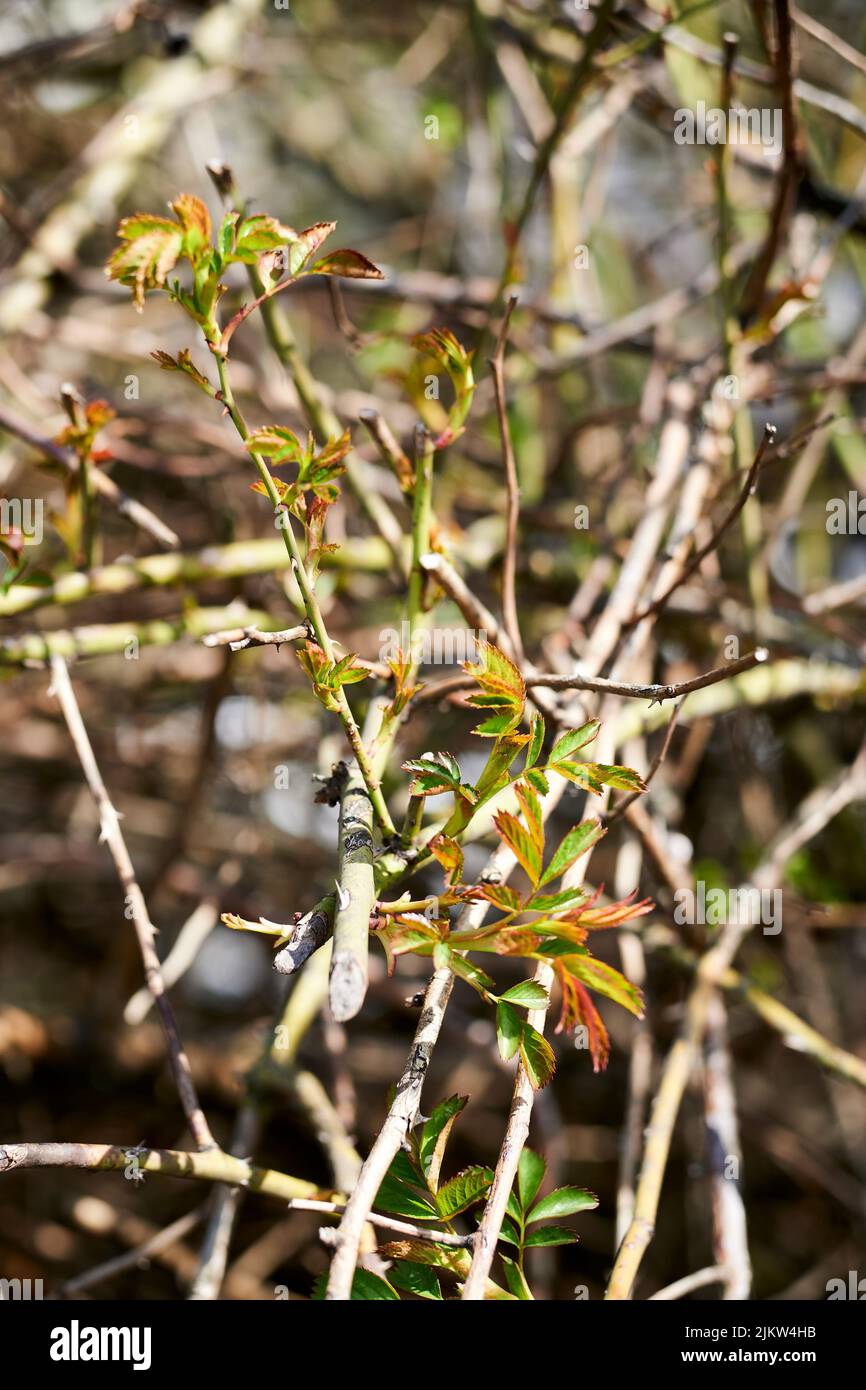 Eucalyptus tree seed hi-res stock photography and images - Alamy
