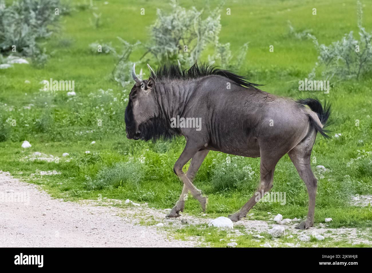 Namibia, gnu running in the savannah, rain season with grasses Stock ...