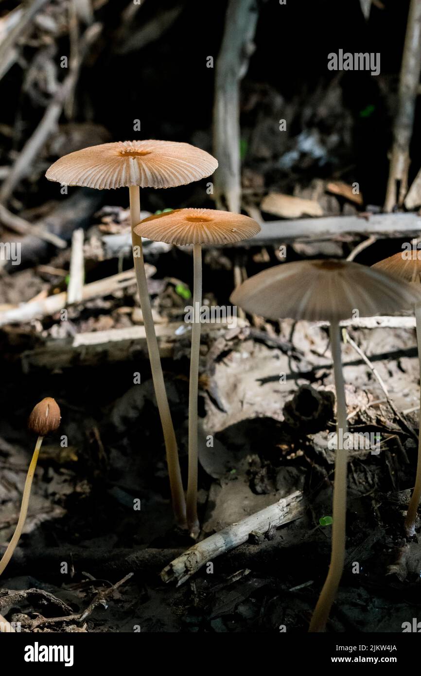 Small poison fungus hi-res stock photography and images - Alamy