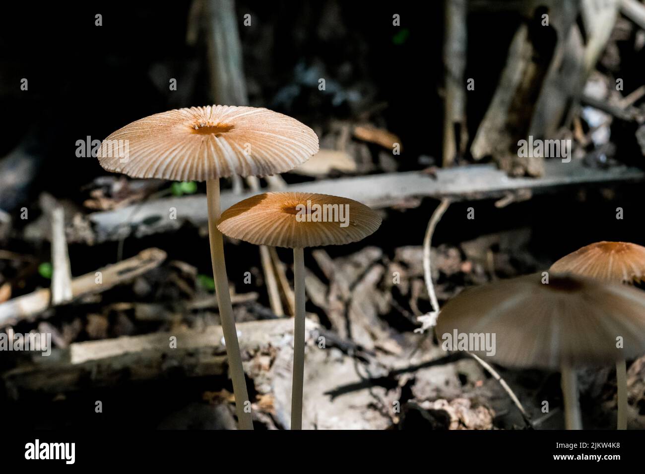 Small poison fungus hi-res stock photography and images - Alamy