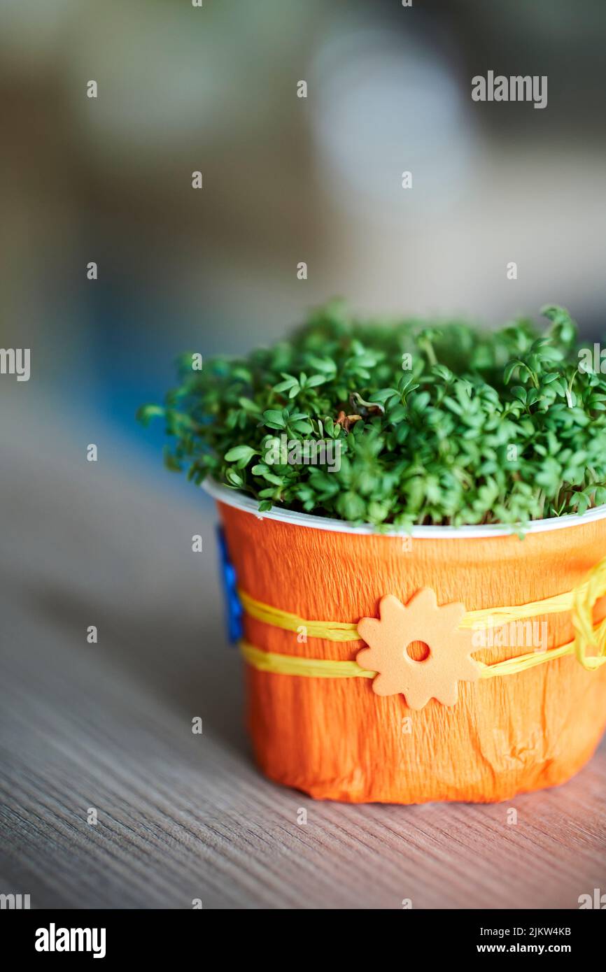 Watercress edible fresh herb hi-res stock photography and images - Alamy