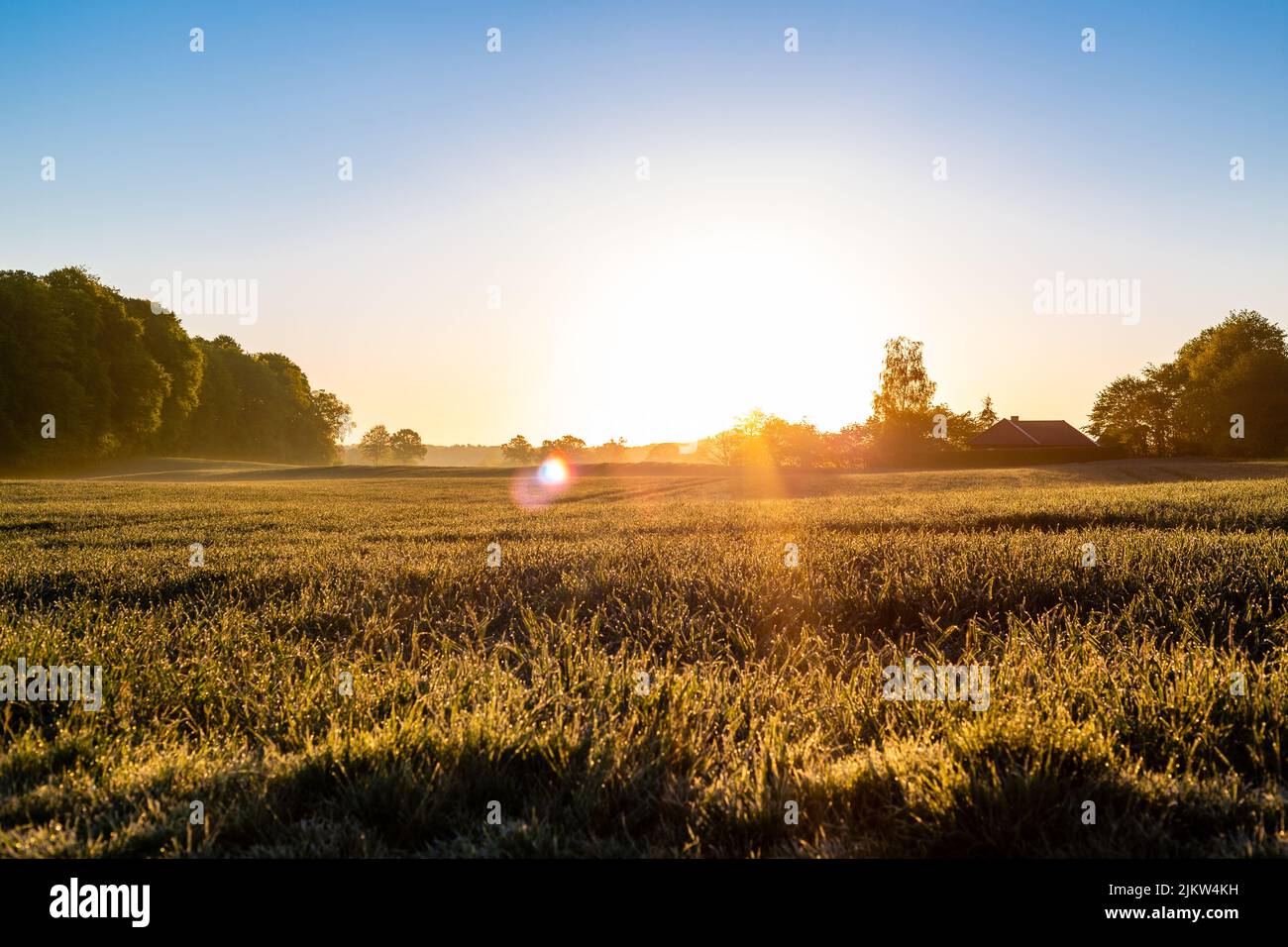 Plants on a sunset background hi-res stock photography and images - Alamy