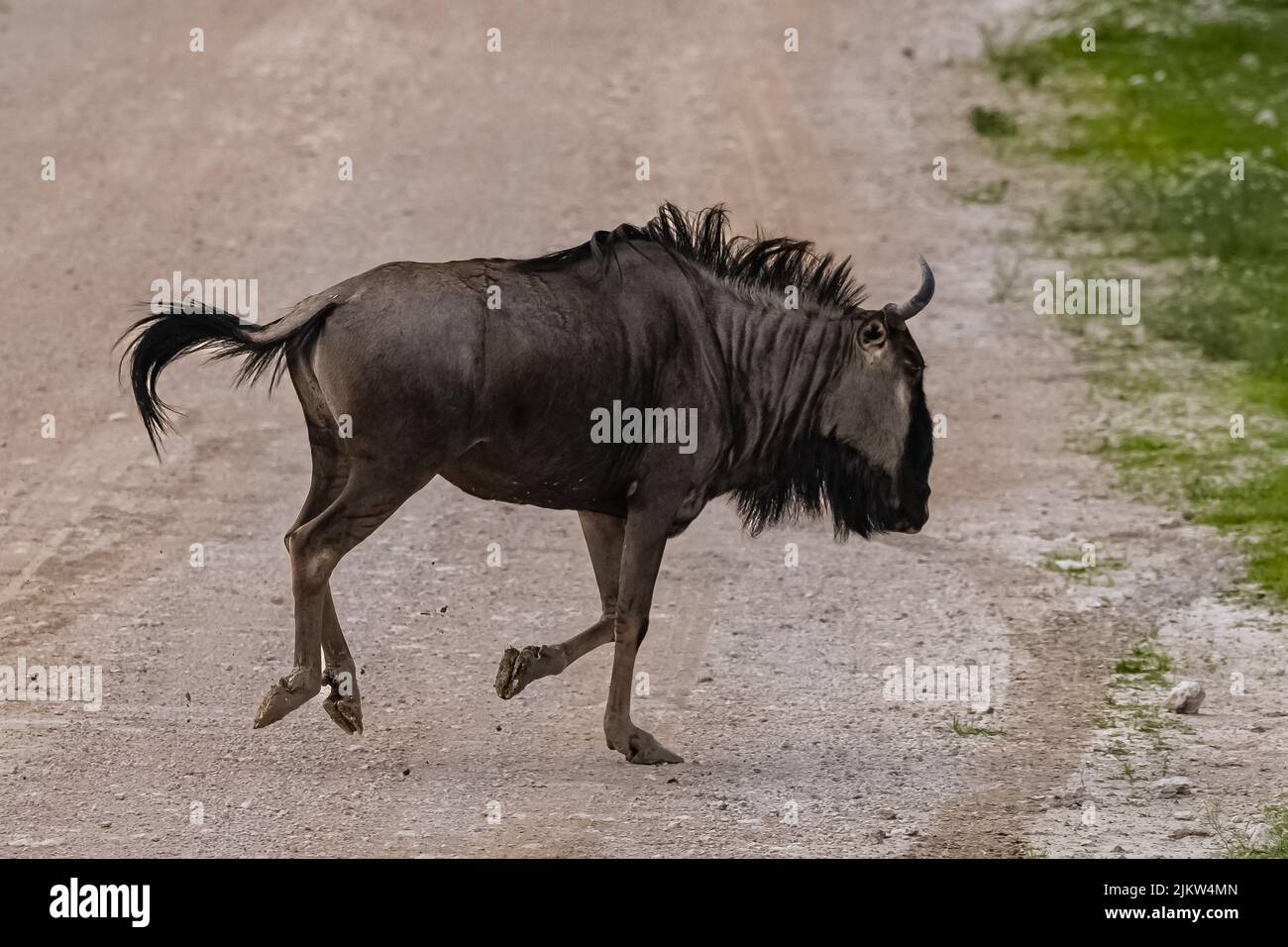 Namibia, gnu running in the savannah, rain season with grasses Stock ...