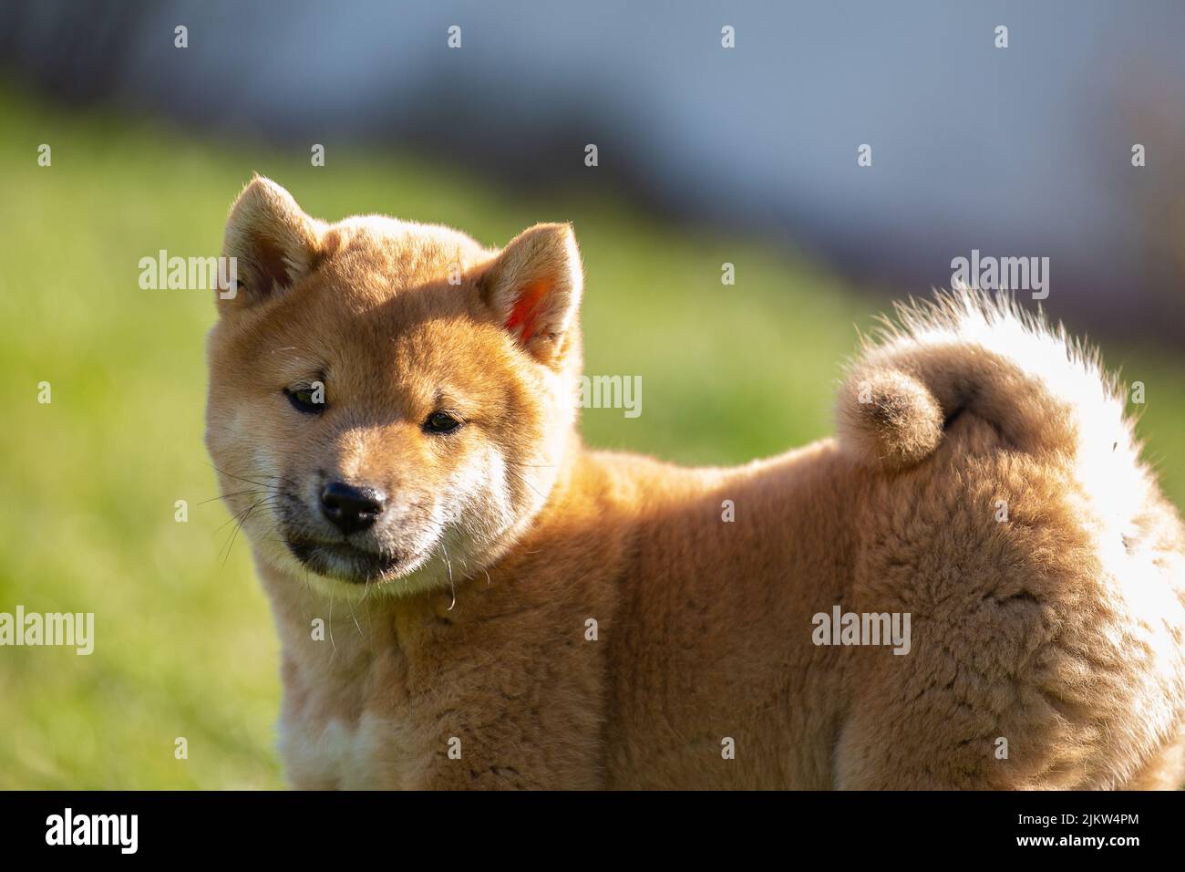 A cute, fluffy Akita dog in a park on a blurred background Stock Photo ...