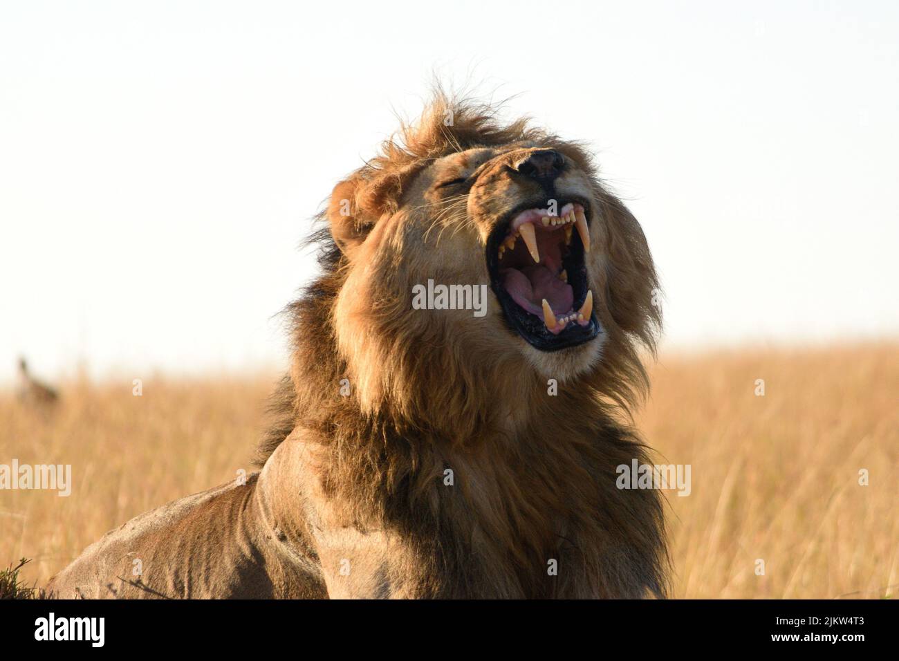 Lion roaring in Masai Mara Stock Photo - Alamy