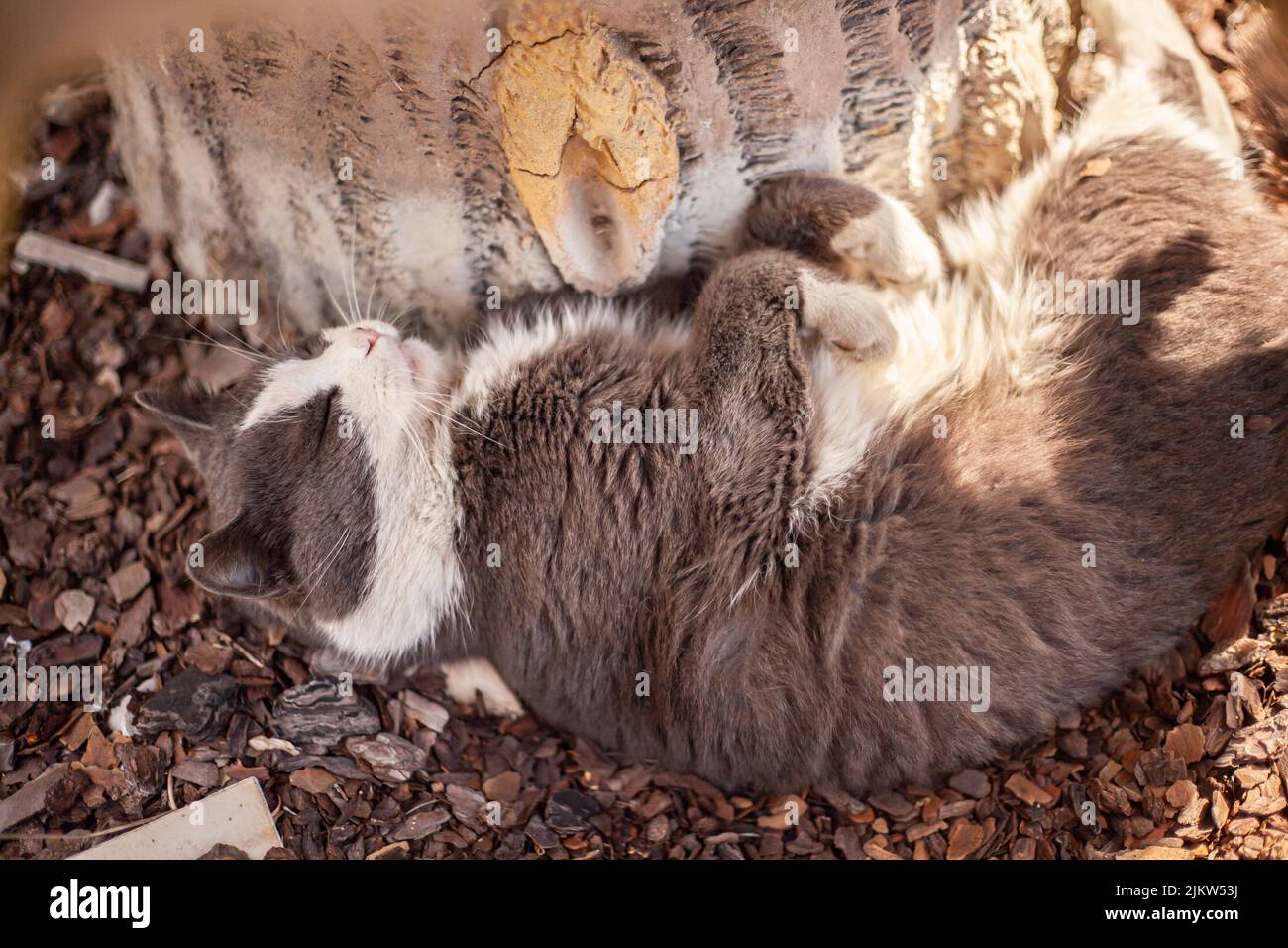 Cat paw in air hi-res stock photography and images - Alamy