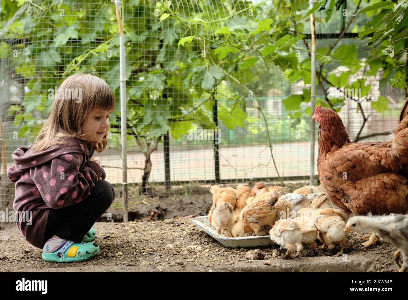 A little girl watching his chickens. Mother hen with chickens in a ...