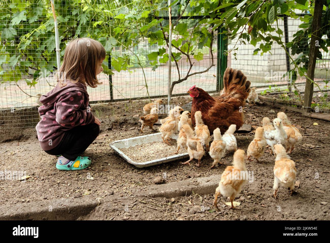 A little girl watching his chickens. Mother hen with chickens in a ...