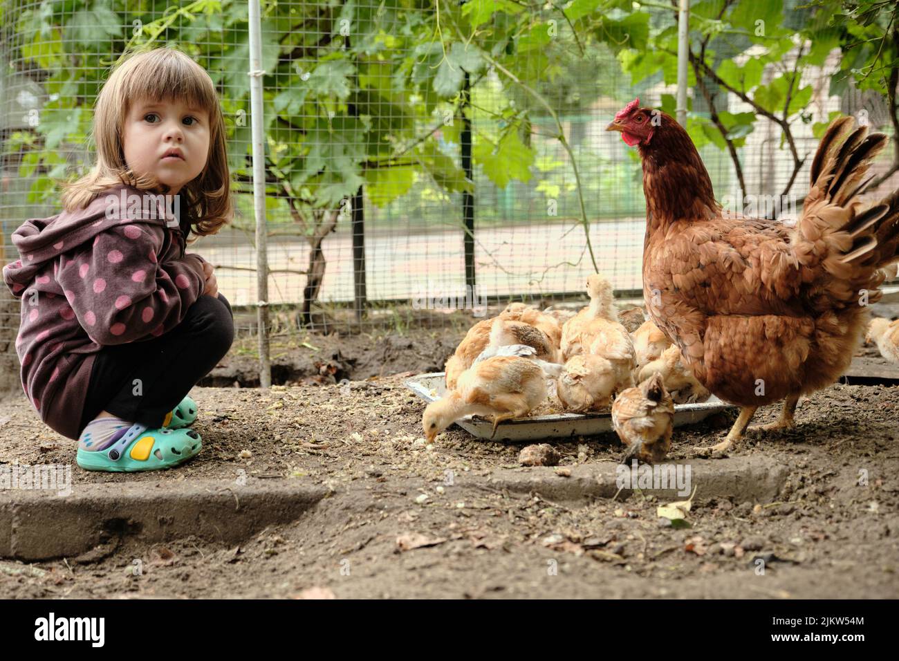 A little girl watching his chickens. Mother hen with chickens in a ...