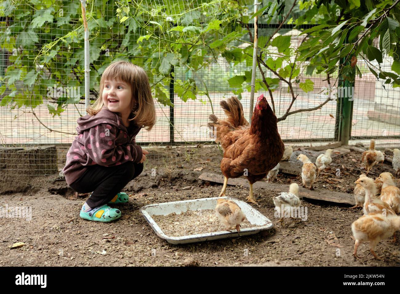 A little girl watching his chickens. Mother hen with chickens in a ...
