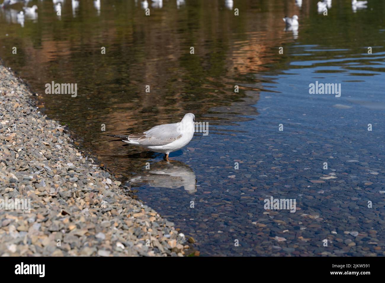 A seagull on the beach near a lake on a blurred background Stock Photo ...