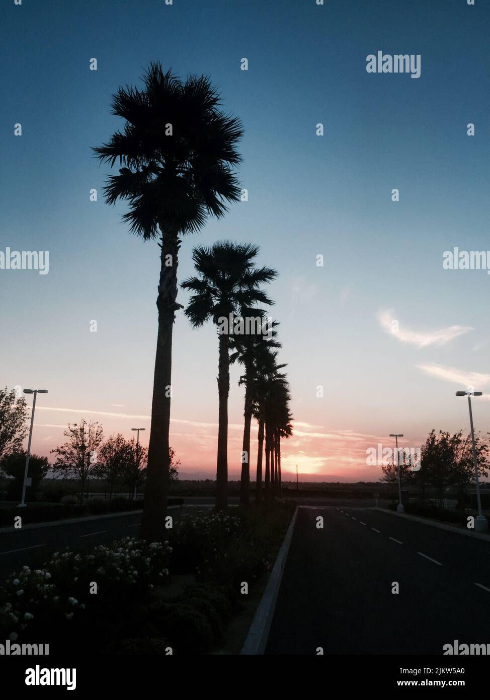 Row of palm trees hi-res stock photography and images - Alamy