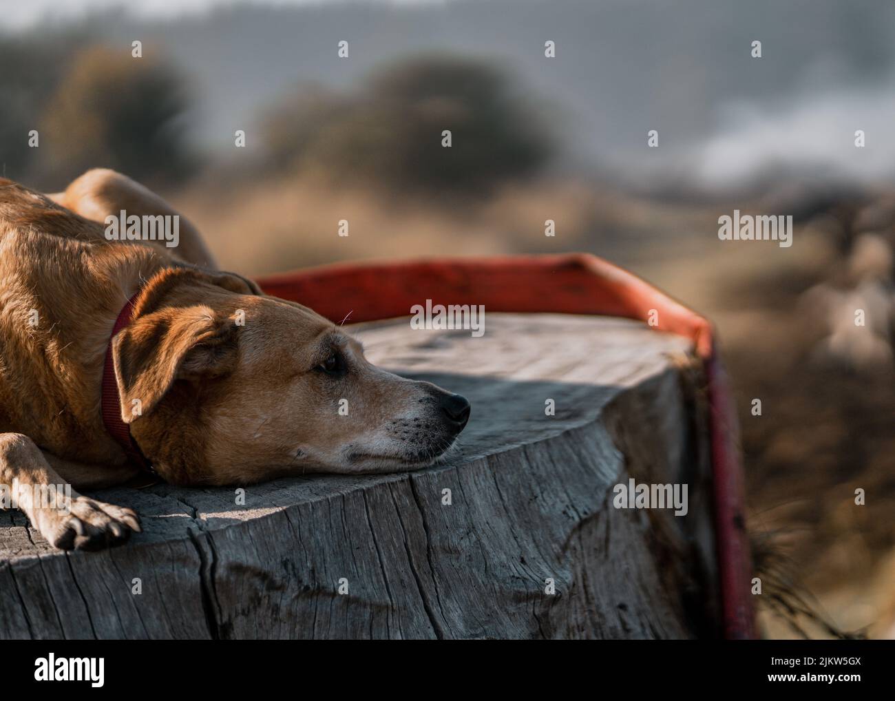 Dixie dingo hi-res stock photography and images - Alamy