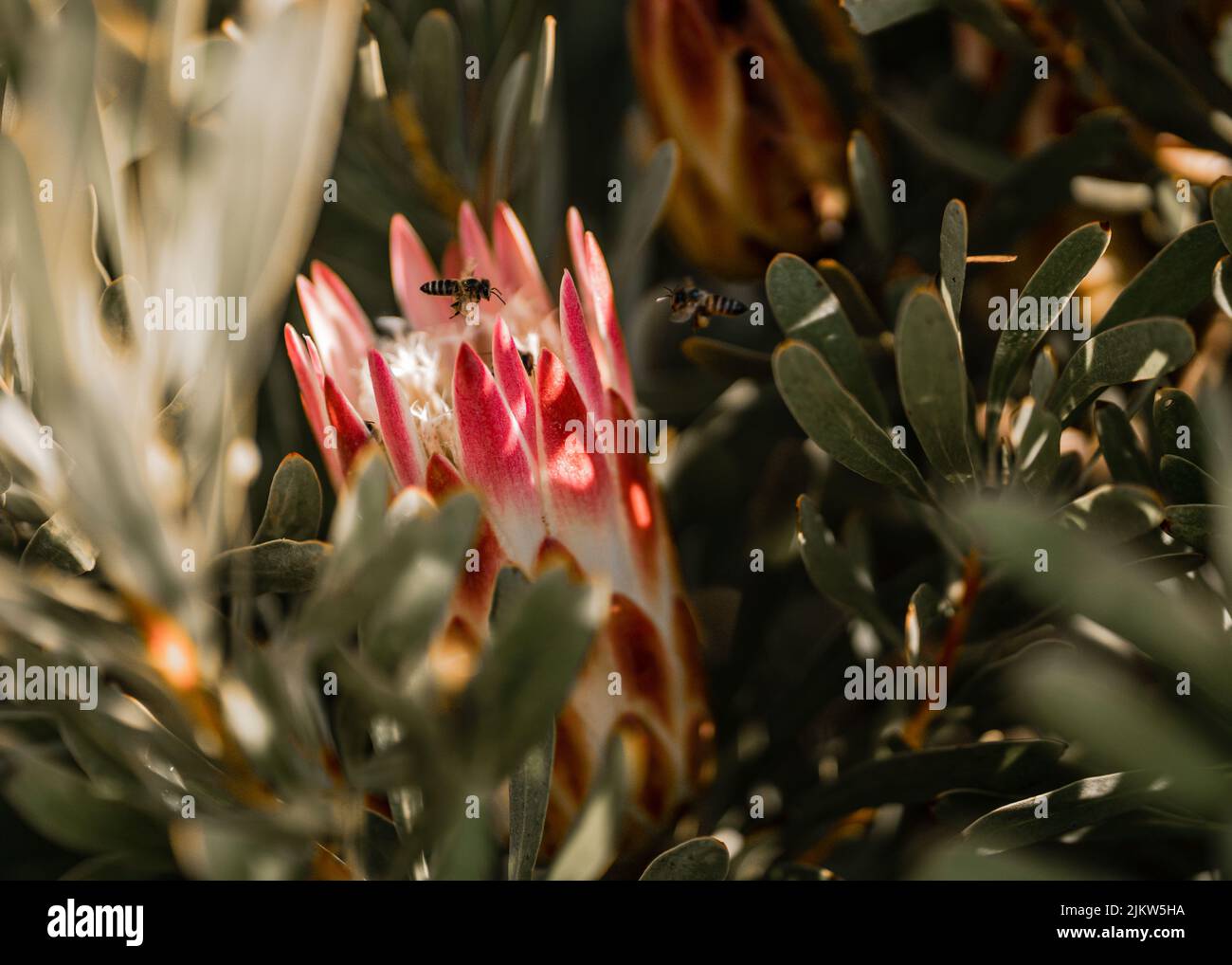 The bees flying over and pollinating on King protea flower Stock Photo ...