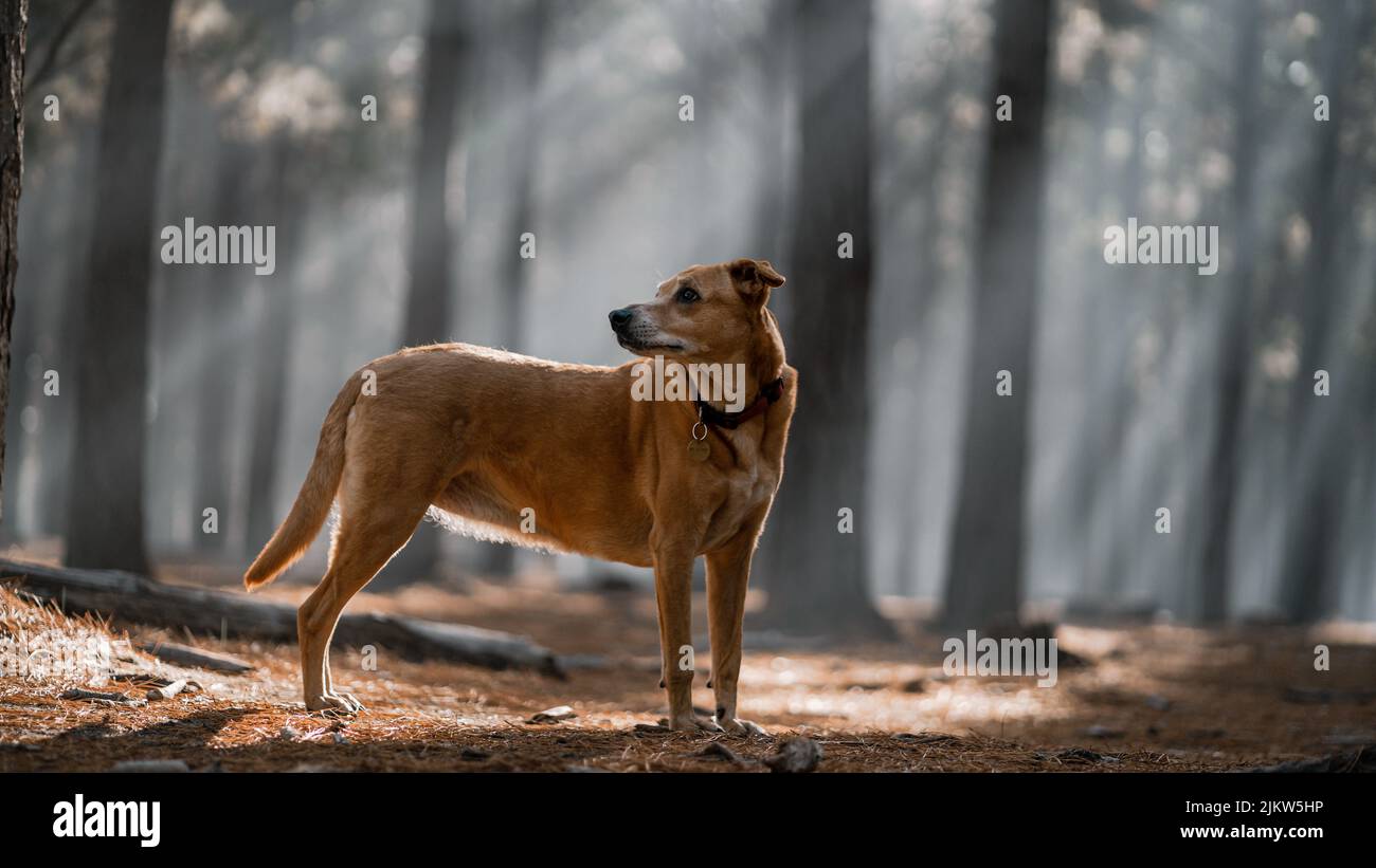 An American Dingo dog standing in the woods under the sunlight rays ...