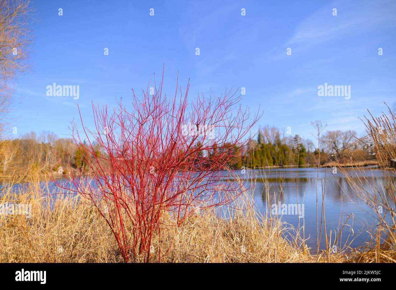 A red dogwood bush in front of a river in a natural setting during the ...
