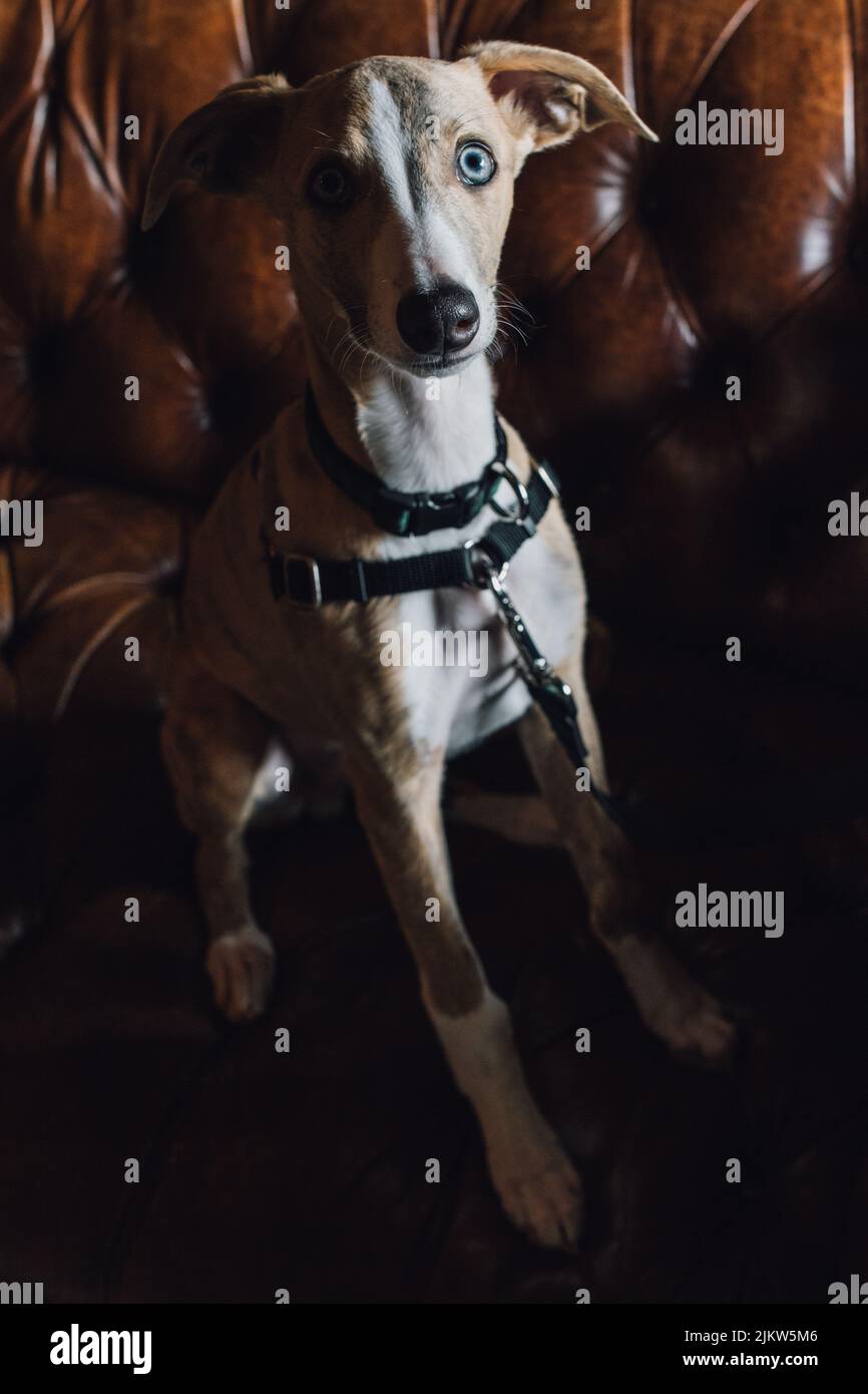 Whippet puppy dog with blue eyes on brown leather Chesterfield couch ...