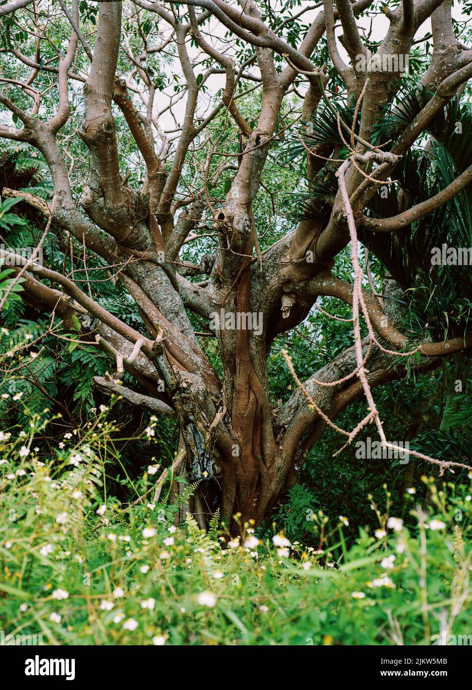 A vertical closeup of a leafless tree surrounded by green trees and ...