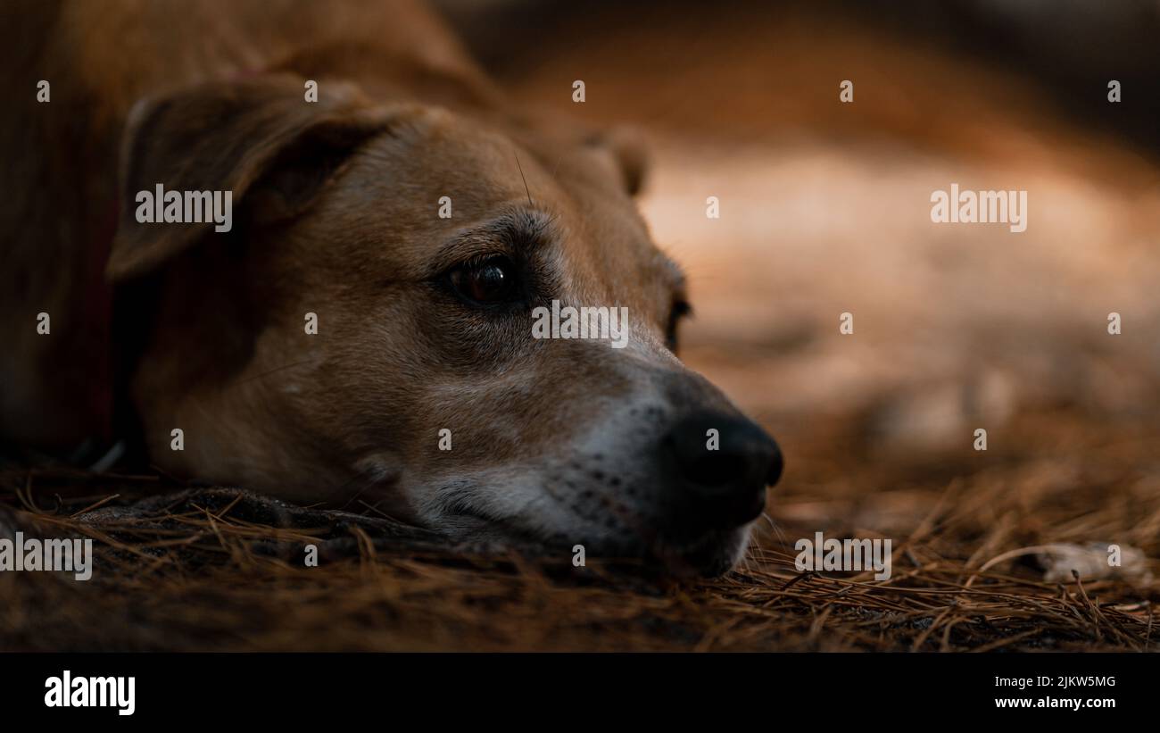 Dixie dingo hi-res stock photography and images - Alamy