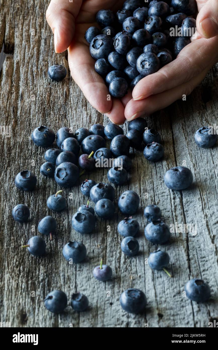 hands holding a pile of blueberries with many spilled out in front ...