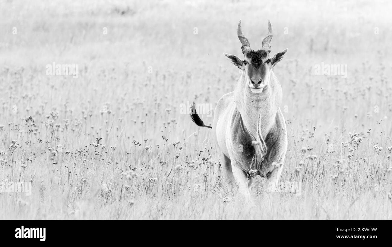 Eland antelope standing in a grassland in Africa Stock Photo - Alamy
