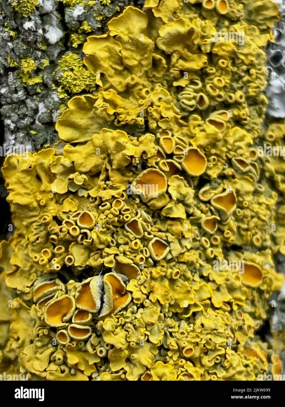 Tree fungus yellow hi-res stock photography and images - Alamy