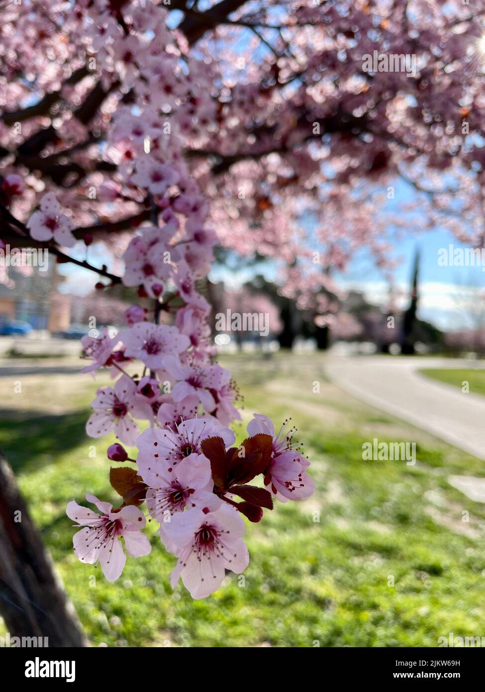 A selective focus shot of a pink cherry blossom tree Stock Photo - Alamy