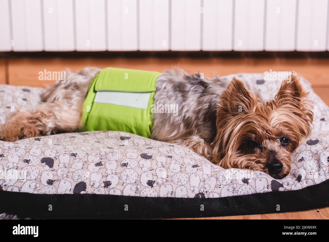 Dog in diaper. Senior Yorkshire terrier lying on his bed and wearing a ...