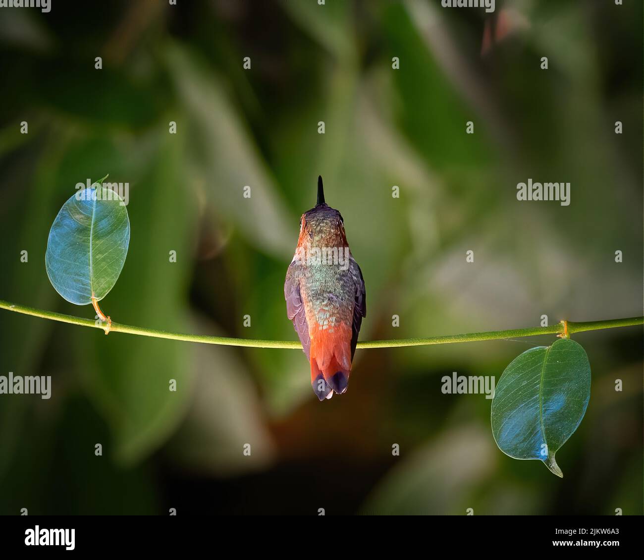 Beautiful hummingbird hi-res stock photography and images - Alamy