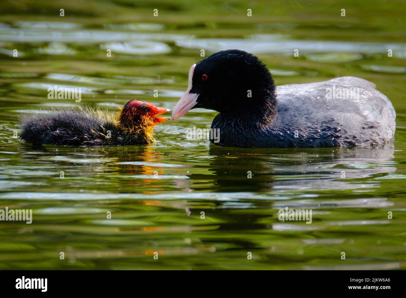 A eurasian coot bird baby with mother (Fulica atra) in the water Stock ...