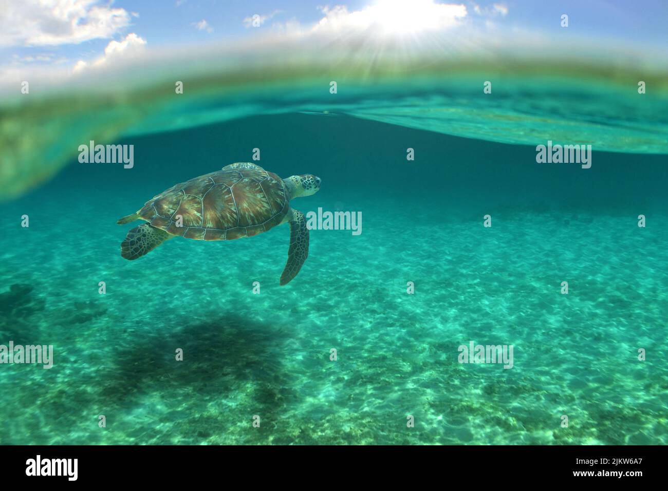 A sea turtle swimming underwater Stock Photo - Alamy