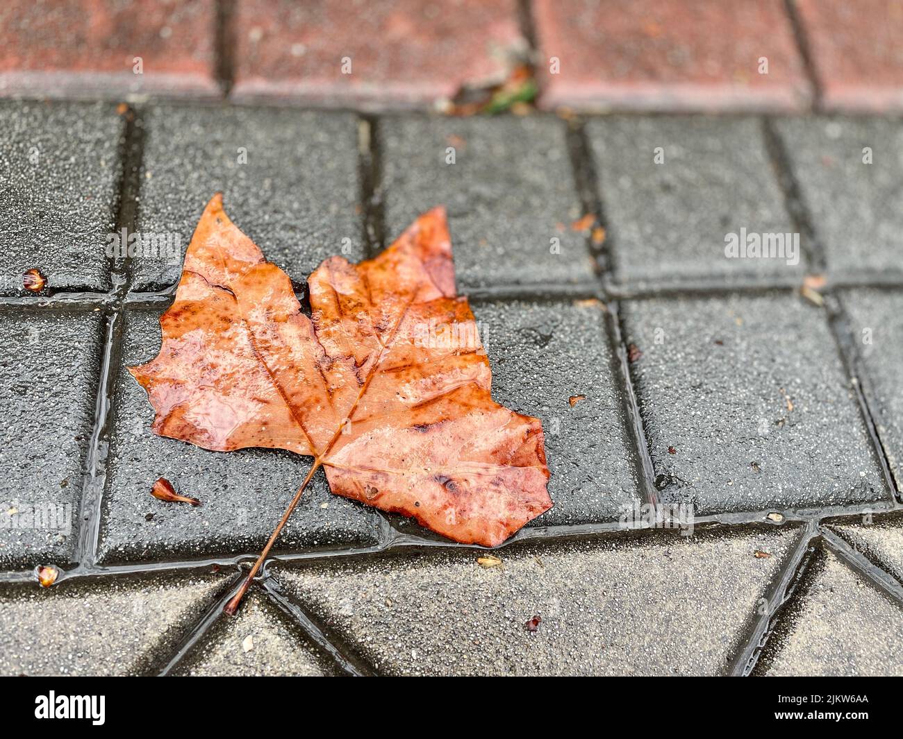 A closeup shot of autumn brown leaf falling on ground in public Stock ...