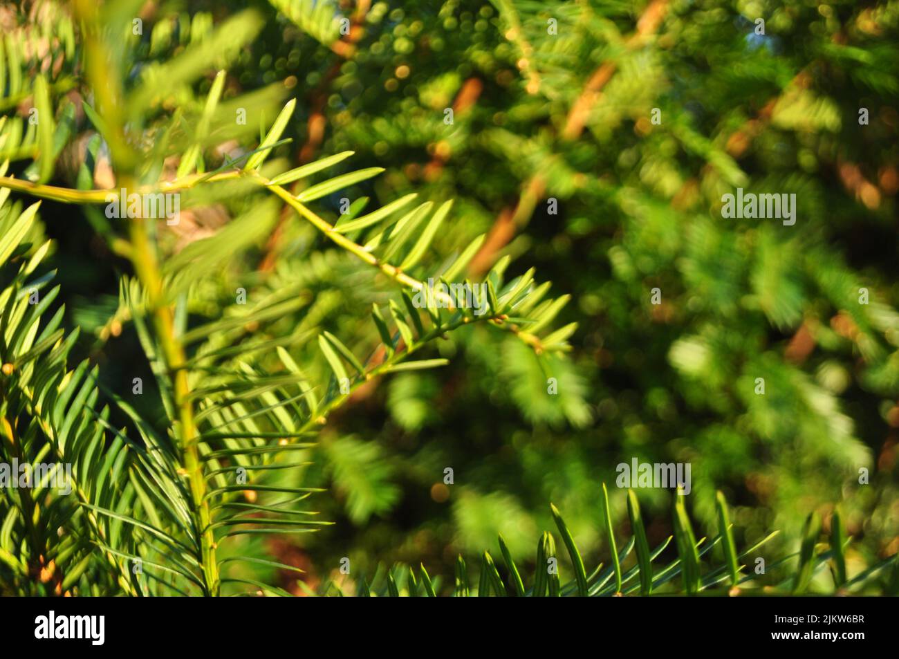 Yew branch hi-res stock photography and images - Alamy