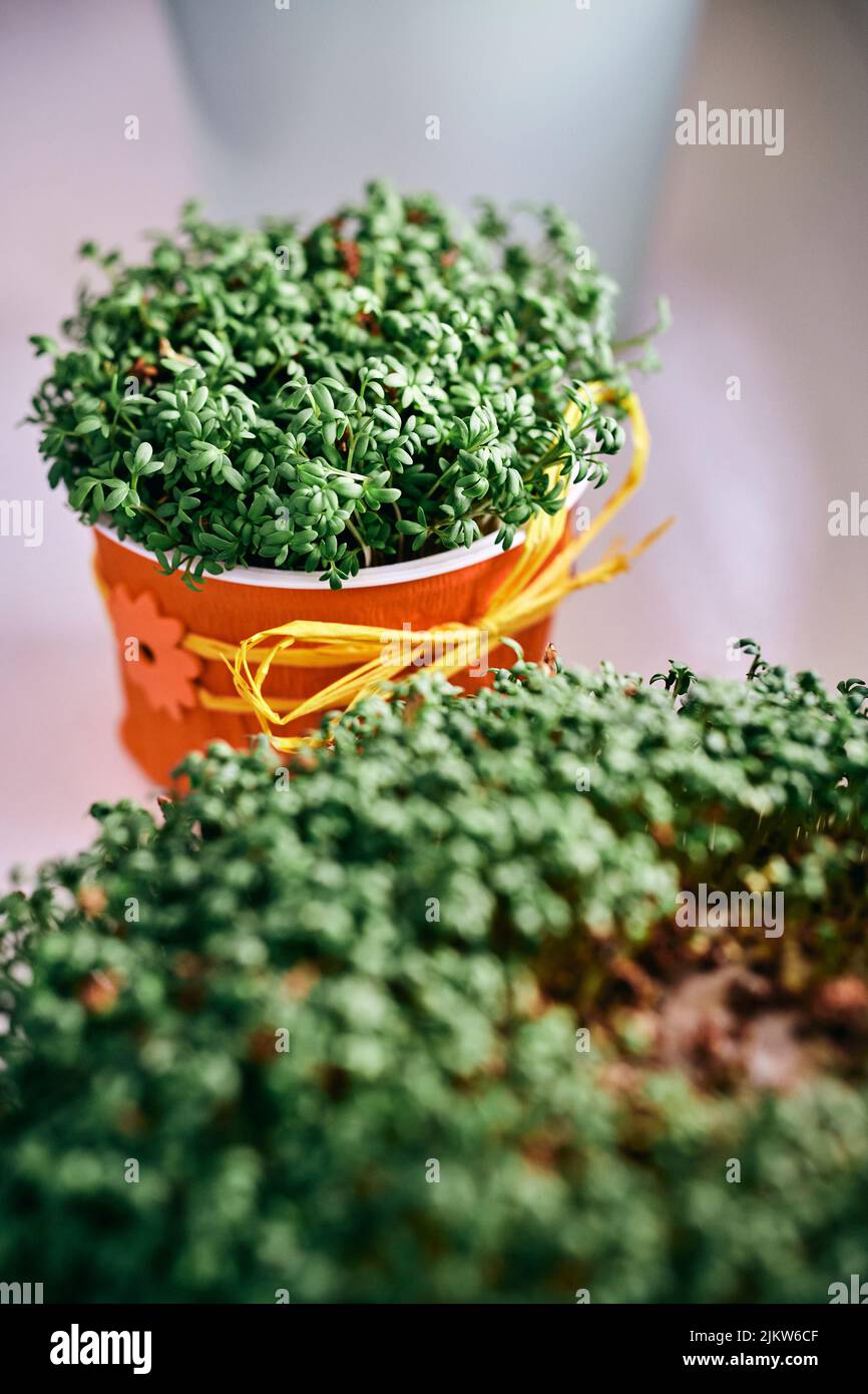 Herbs seeds pot hi-res stock photography and images - Alamy