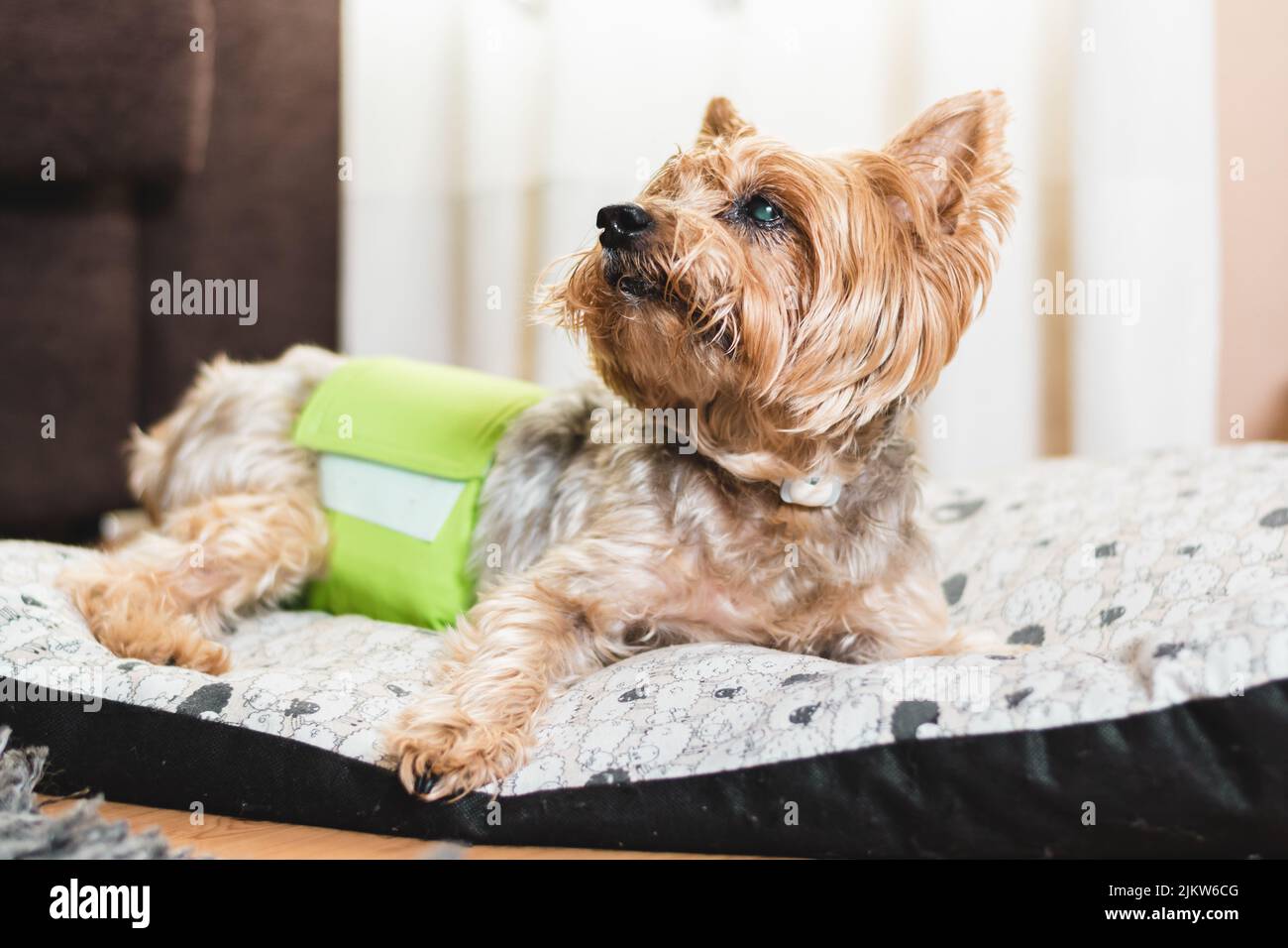 Dog in diaper. Senior Yorkshire terrier lying on his bed and wearing a ...