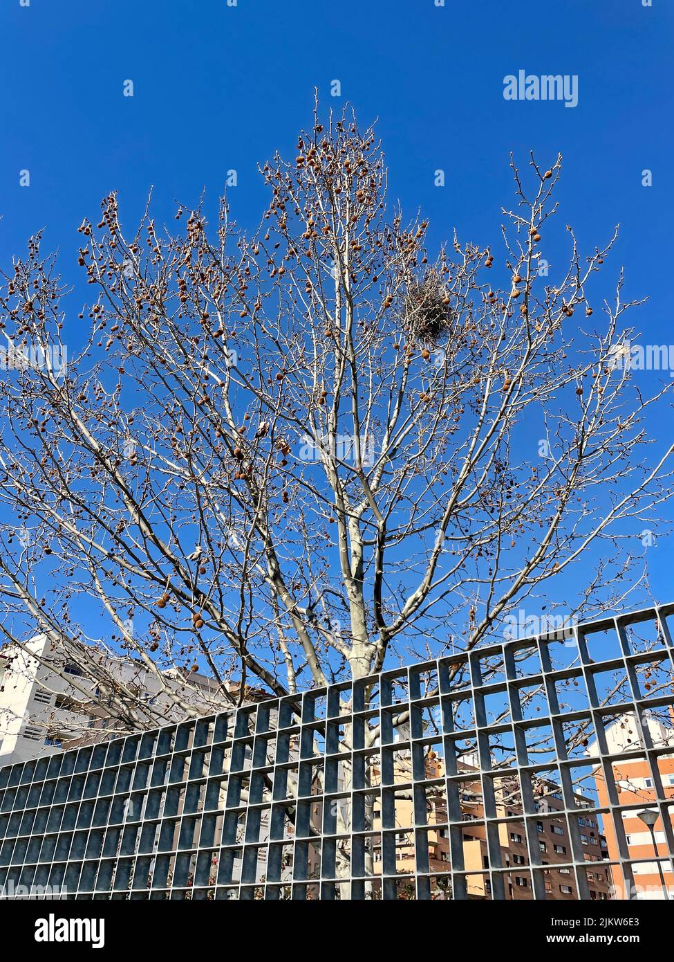 Clear tree branches hi-res stock photography and images - Alamy