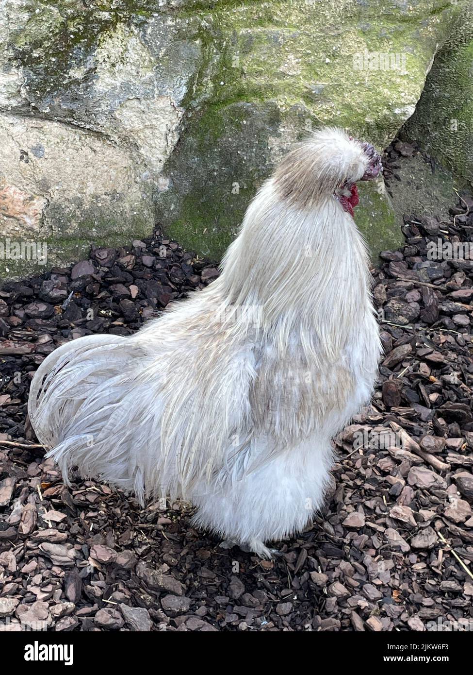 A vertical shot of Chinese Silkie chicken in a zoo Stock Photo - Alamy