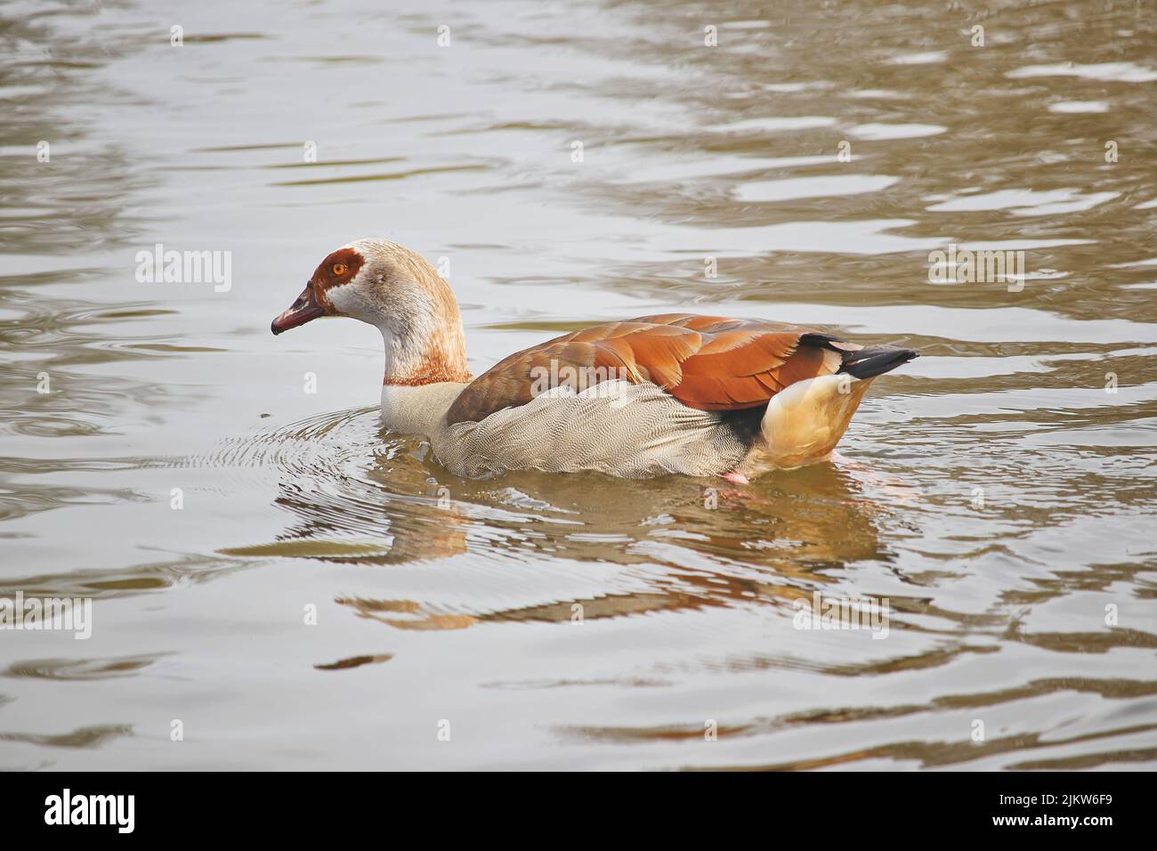 Egyptian goose bird swimming hi-res stock photography and images - Alamy