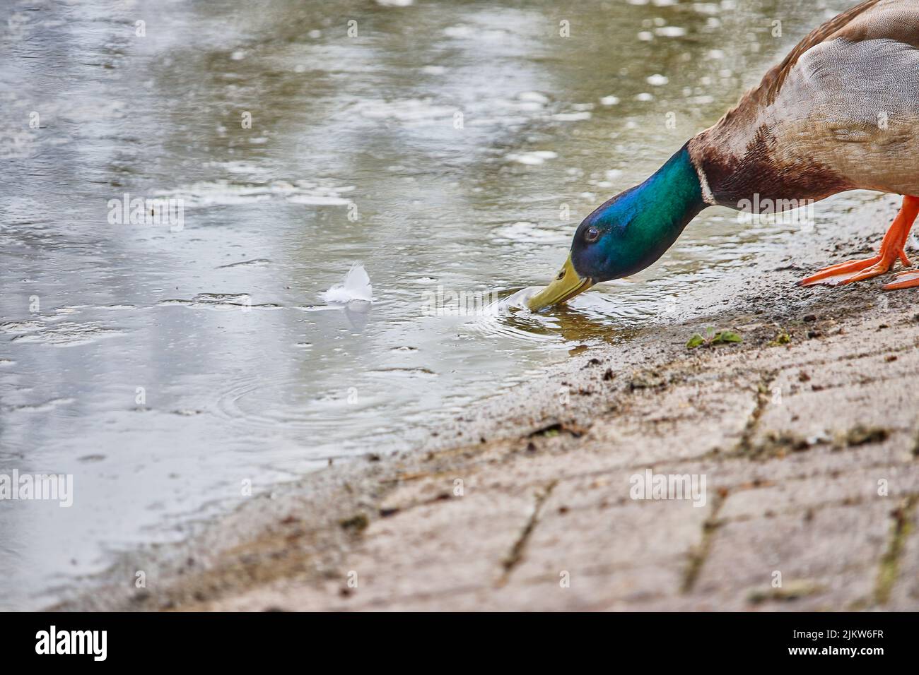 A closeup shot of a duck drinking water from a lake Stock Photo - Alamy