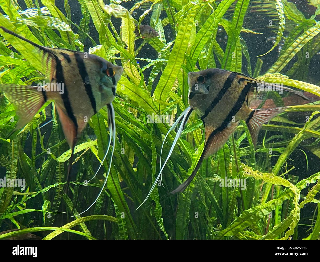 Angelfishes hi-res stock photography and images - Alamy