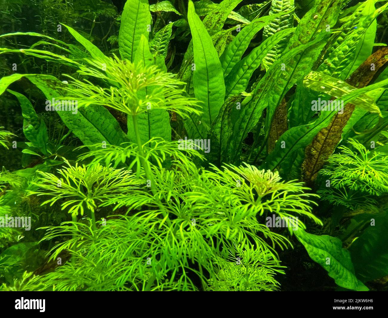 Algae aquarium hi-res stock photography and images - Alamy