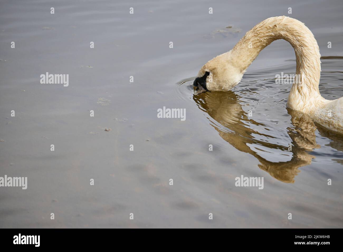 White swan drinking water white swan hi-res stock photography and ...