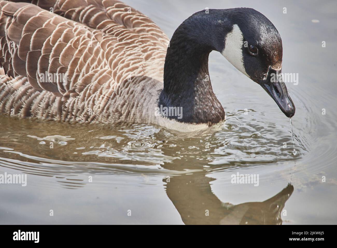 Duck drinking water from pond animal wildlife hi-res stock photography ...