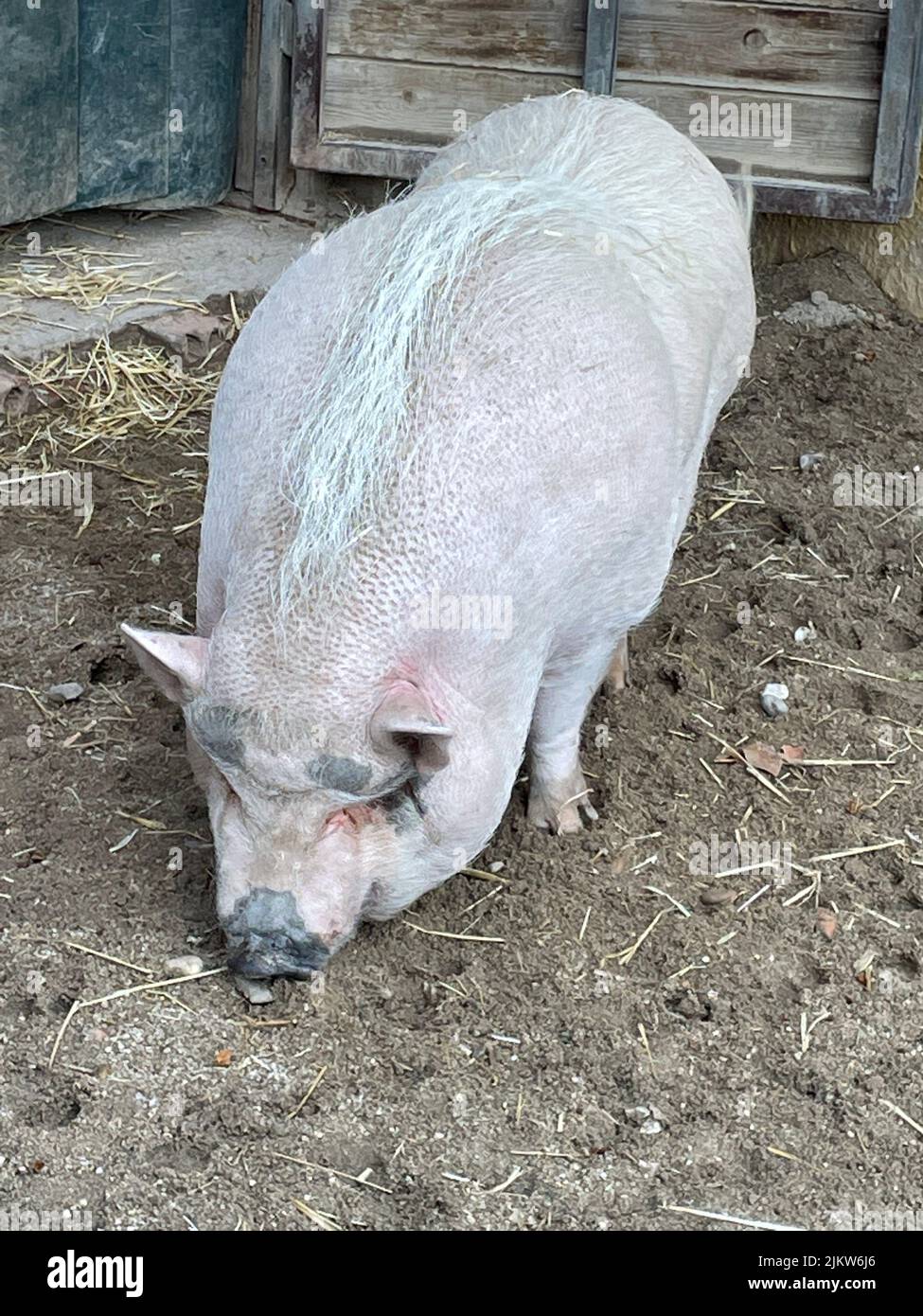 Pig farming in nature hi-res stock photography and images - Alamy