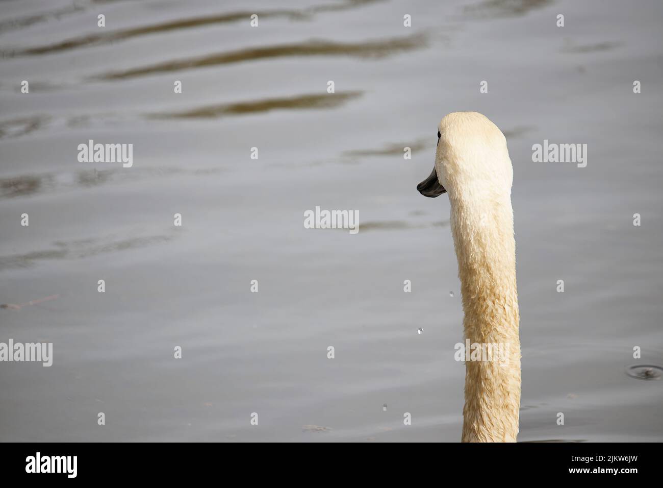 A back view of the neck of a white swan Stock Photo - Alamy