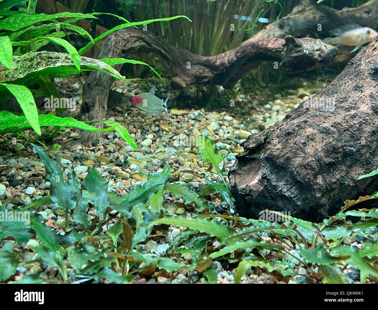 Rummy nose tetra fish hi-res stock photography and images - Alamy