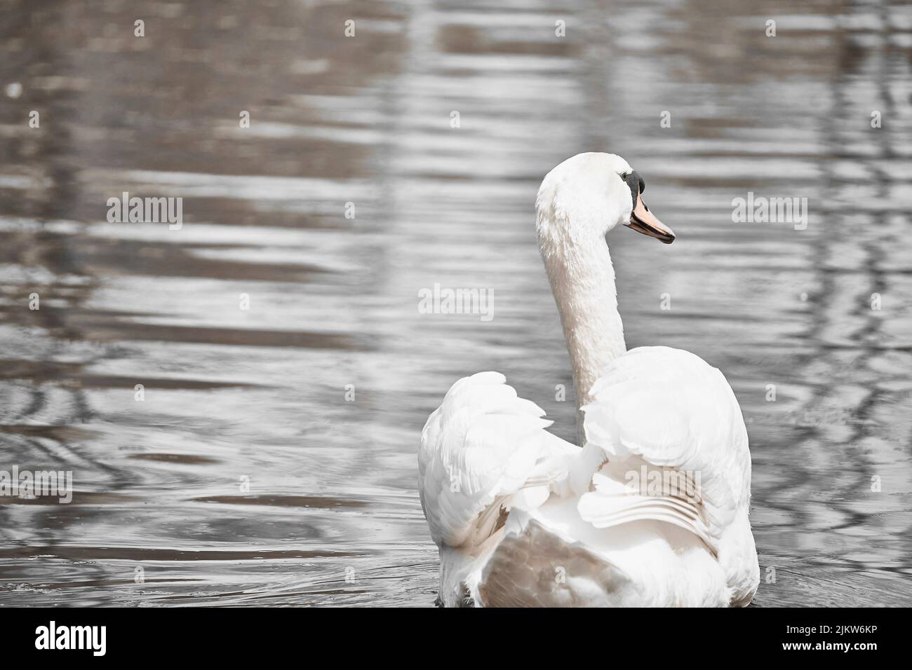 A beautiful view of a graceful swan floating in the lake Stock Photo ...