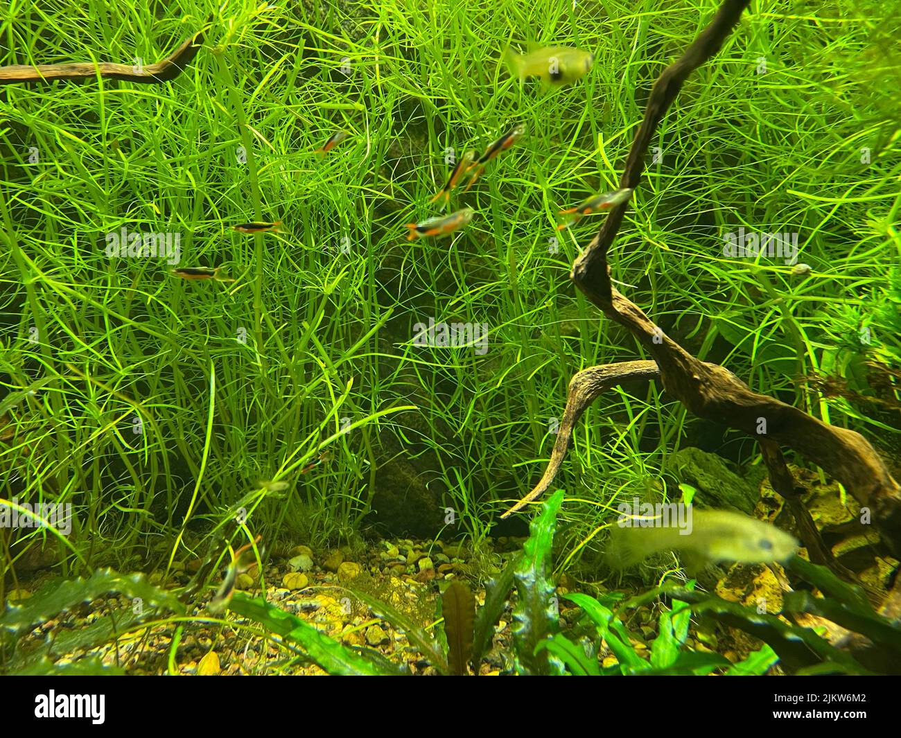 Algae aquarium hi-res stock photography and images - Alamy