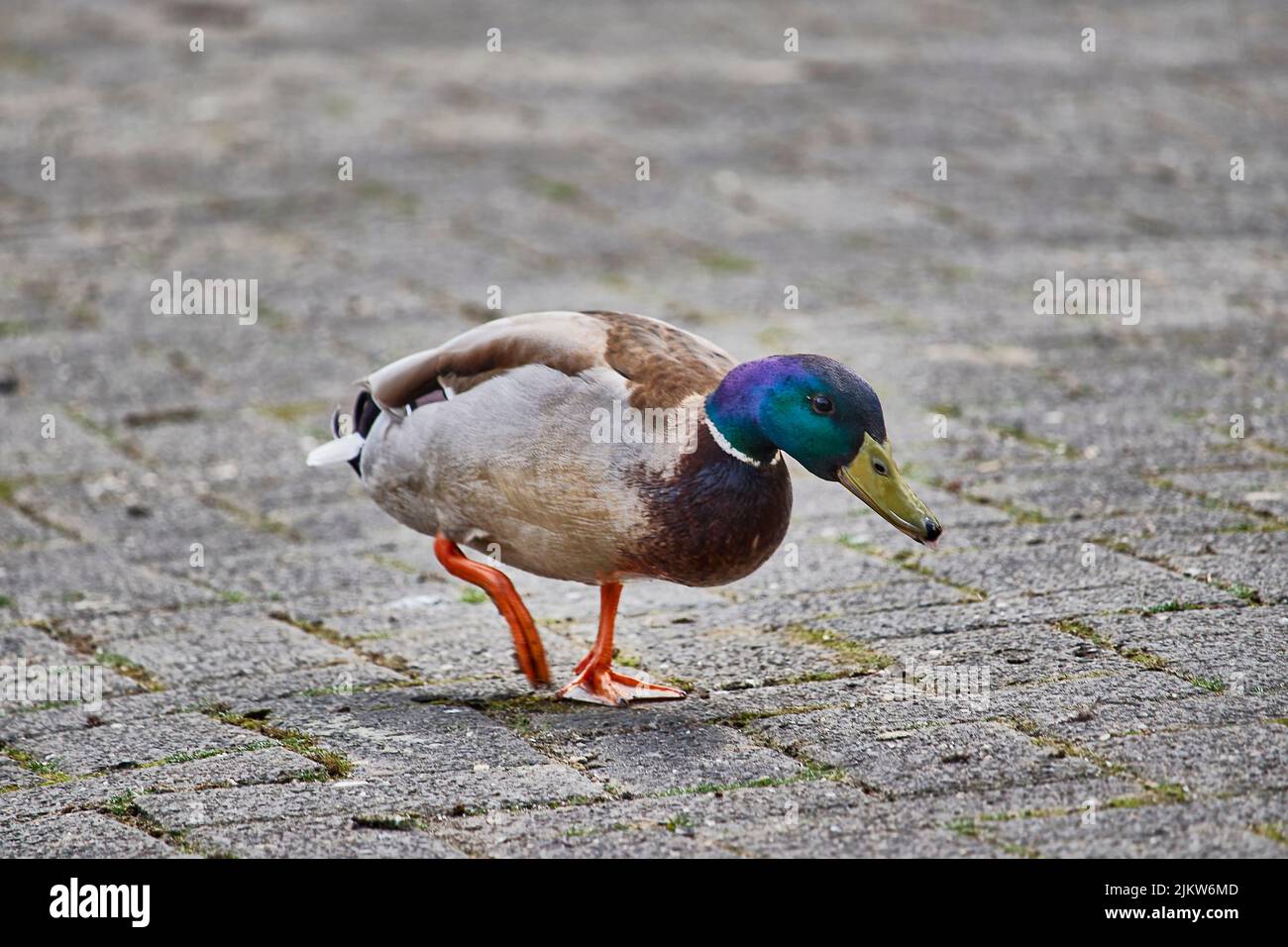 A closeup shot of a duck walking on a sidewalk Stock Photo - Alamy